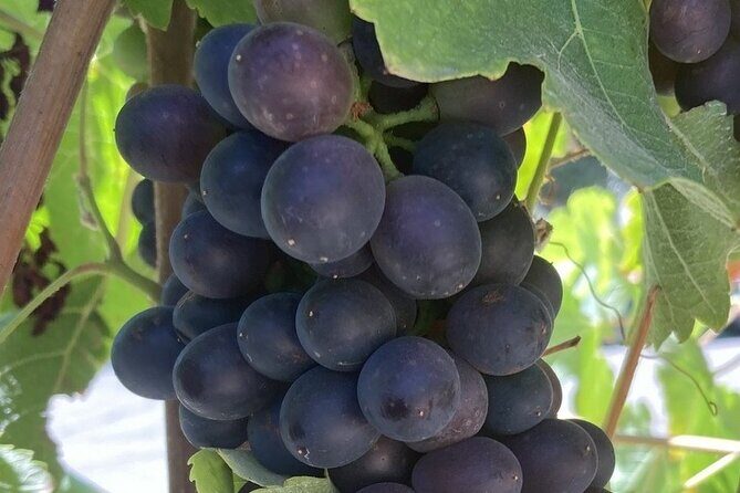 Wine Tours Three - FAQ