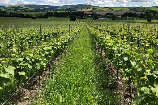 Wine trail and Christchurch City - Luxury, Small Group Tour - Pricing and Value