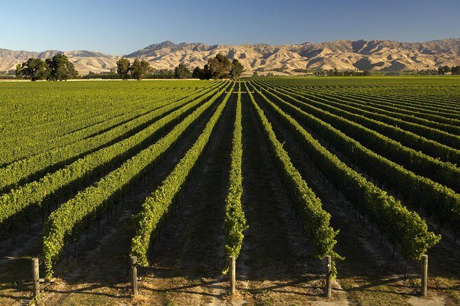 Wine trail and Christchurch City - Luxury, Small Group Tour - Authentic Feedback from Travelers
