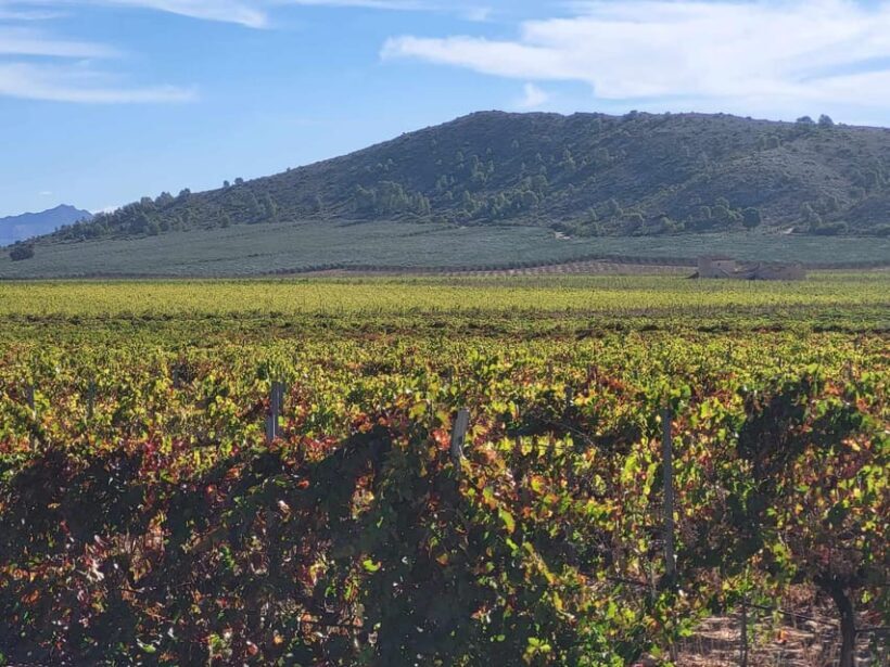 Wine trip in the Alicante region served 4 courses lunch! - What’s the Real Value?