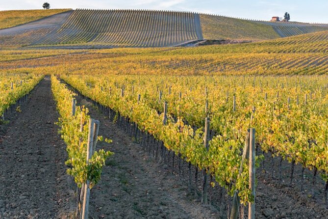 Wine Tuk Tour Siena - The Quality of the Wine Tasting