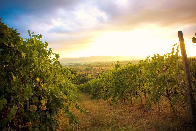 Winemaker for a Day: Tour an Organic Winery - Discovering the Organic Winemaking Process