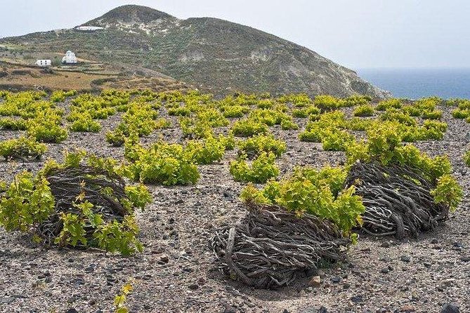 Winery - Oia Sunset Tour - Timing and Group Size