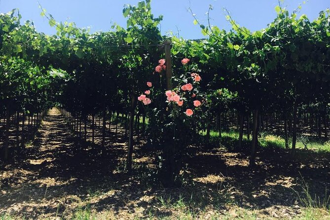 Winery Tour and Tasting in Abruzzo - The Sum Up