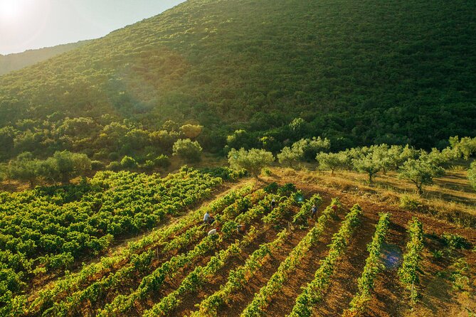 Winery Tour and Tasting in Zakynthos with the Winemaker - Who Should Consider This Experience?
