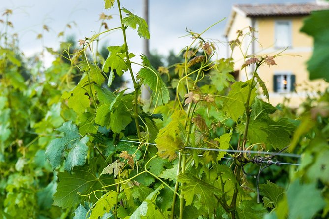 Winery Tour and Wine & Cheese Tasting - Grape Varietals and Winemaking Process