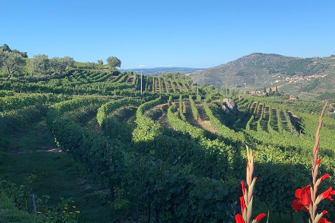 Winery Tour and Wine Tasting Quinta Da Portela De Baixo in Lamego - Highlights of the Quinta Da Portela De Baixo Experience