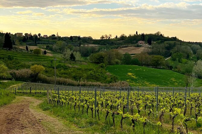 Winery Tour & Tasting in Pisa Countryside - Key Points