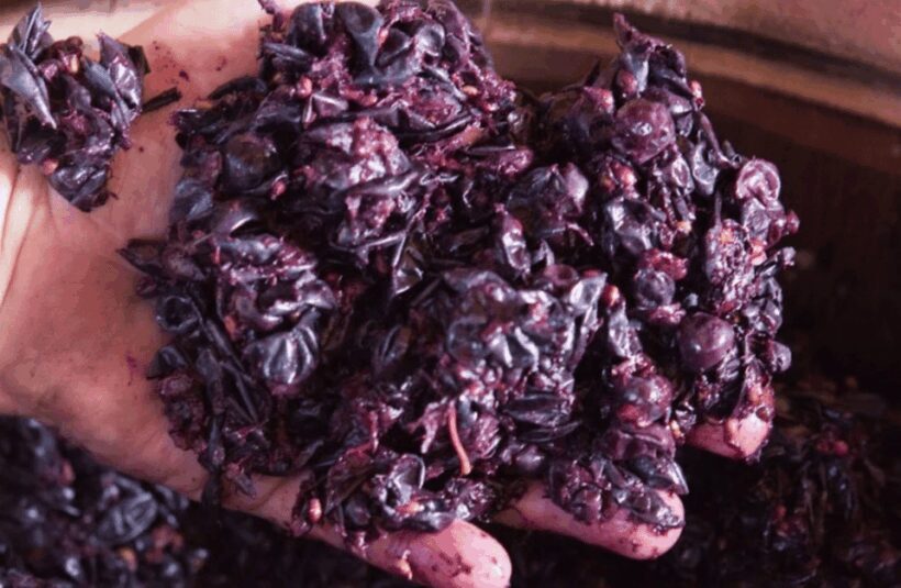 Winery Tour & Tasting on Padua Hills - Practical Tips for Visitors
