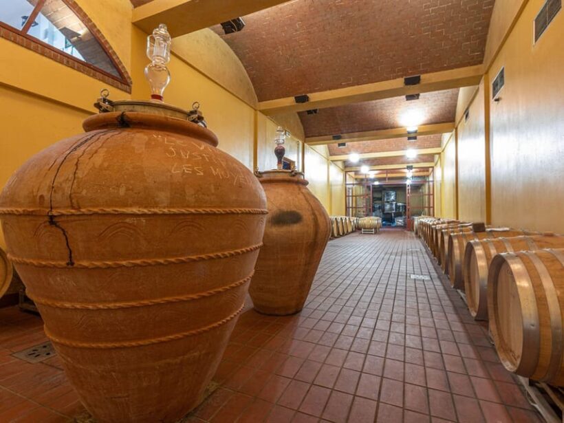 Winery Tour & Wine Tasting with Food near Livorno & Pisa - A Closer Look at the Experience