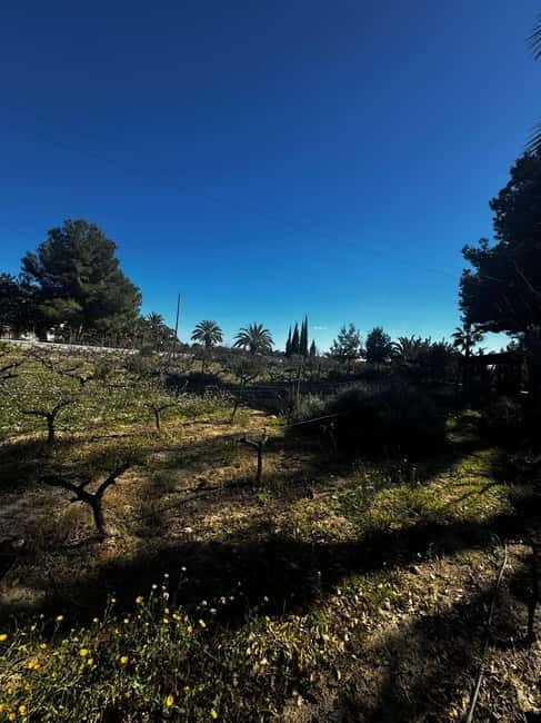 Winery Visit and Tasting in Elche with wines and tapas from Alicante in Van - Who Will Love This Tour?