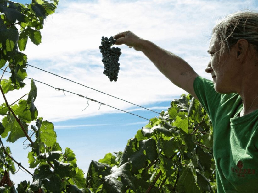 Winery Visit & Tasting near Grosseto with 6 wines - Discover the Heart of Tuscan Winemaking: A Close-Up Look at the Grosseto Winery Tour