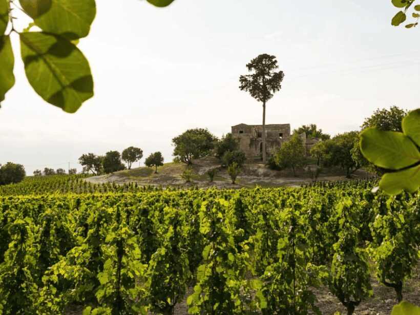 Winery Visit & Tasting near Grosseto with 6 wines - Exploring Tuscany’s Winemaking Heritage