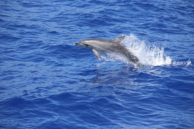 Wines Tasting Experience and Skywalk With Dolphin Watching - Scenic Views at Cabo Girão