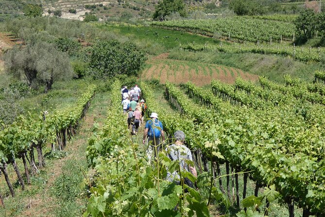 Winetasting Tour in Alpeta Winery - Roshnik Village by 1001 Albanian Adventures - Insights Into Traditional Wine Making Techniques