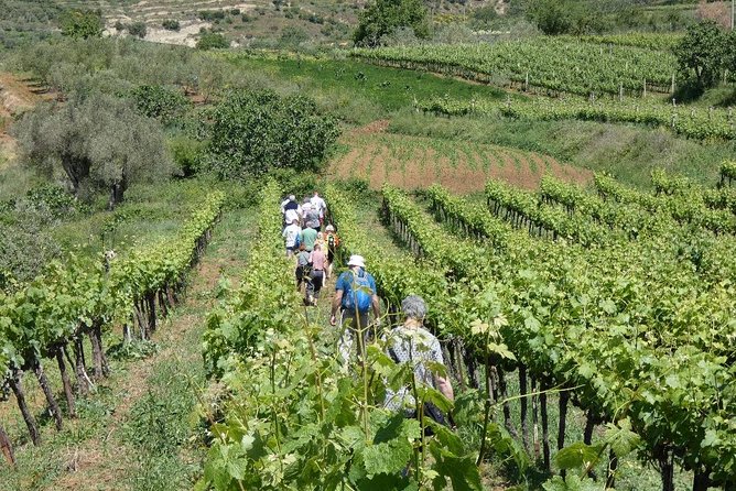 Winetasting Tour in Alpeta Winery - Roshnik Village by 1001 Albanian Adventures - Accessibility and Group Information