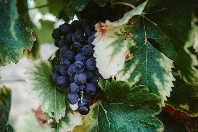 Winetour & Food Experience in Pic St Loup - Homemade Lunch and Scenic Views