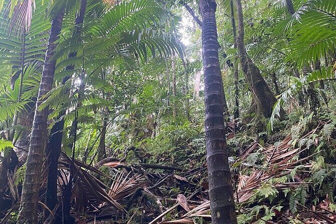 Wingfield Rainforest Adventure Hike and Caribelle Batik stop - Who Should Consider This Tour?