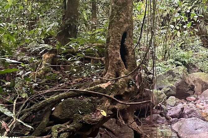 Wingfield Rainforest Hike St Kitts and Romney Manor Adventure - FAQs