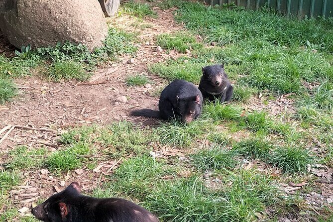 Wings Wildlife Park and Scenic Tour - Key Points