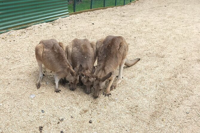 Wings Wildlife Park and Scenic Tour - An Introduction to the Experience