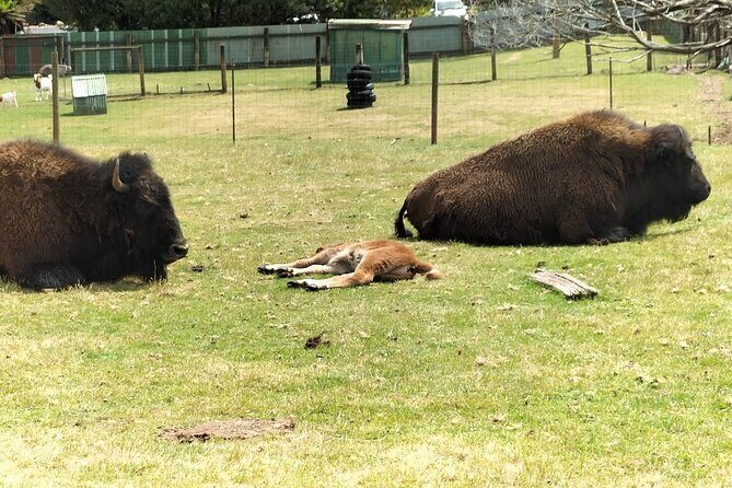 Wings Wildlife Park and Scenic Tour - Frequently Asked Questions