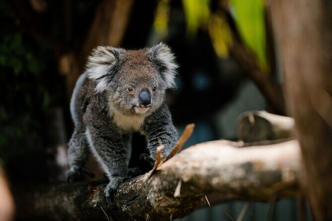 Wings Wildlife Park Shuttle, Burnie Shore Excursion - The Itinerary in Detail