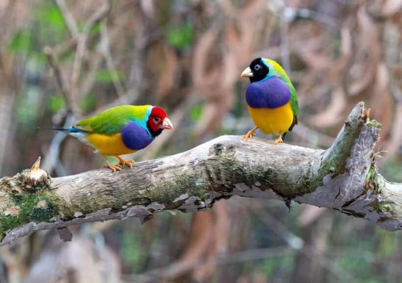 Wings & Wilds of Canberra Tidbinbilla Half-Day Private Tour - Analyzing the Value and Experience