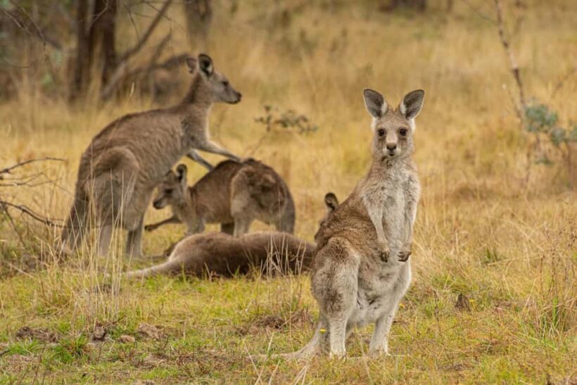 Wings & Wilds of Canberra Tidbinbilla Half-Day Private Tour - FAQs
