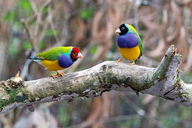 Wings & Wilds of Canberra: Tidbinbilla Half-Day Private Tour - Authentic Reviews and Real Experiences
