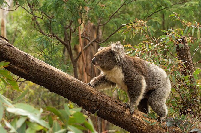 Wings & Wilds of Canberra: Tidbinbilla Half-Day Private Tour - Wrapping It Up