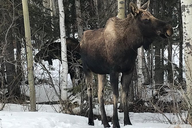 Winter - Anchorage All Around City Tour - What’s Included and How It Works