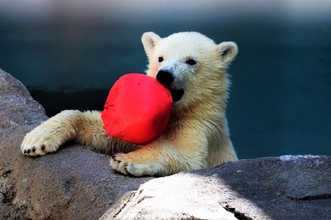 Winter Asahiyama Zoo and Blue Pond Aoi-Ike 1 Day Bus Tour - Key Points