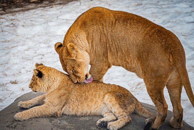 Winter Asahiyama Zoo and Blue Pond Aoi-Ike 1 Day Bus Tour - Inclusions and Amenities