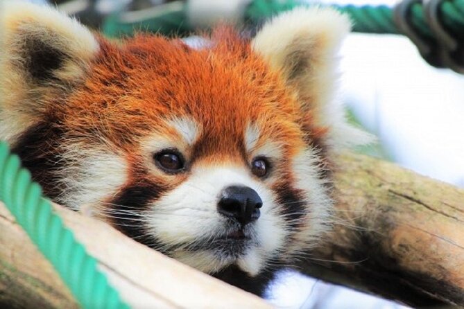 Winter Asahiyama Zoo and Blue Pond Aoi-Ike 1 Day Bus Tour - Accessibility and Participation