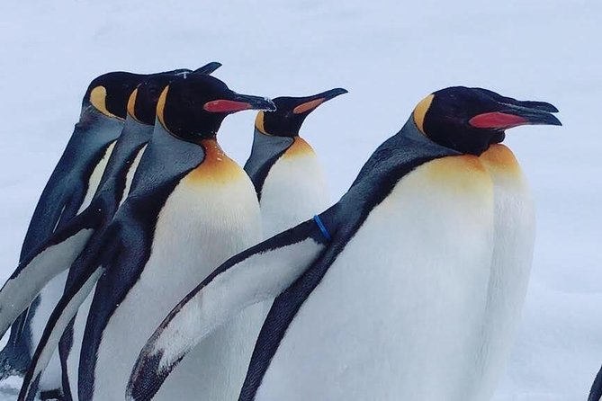 Winter Asahiyama Zoo and Blue Pond Aoi-Ike 1 Day Bus Tour - Itinerary and Schedule