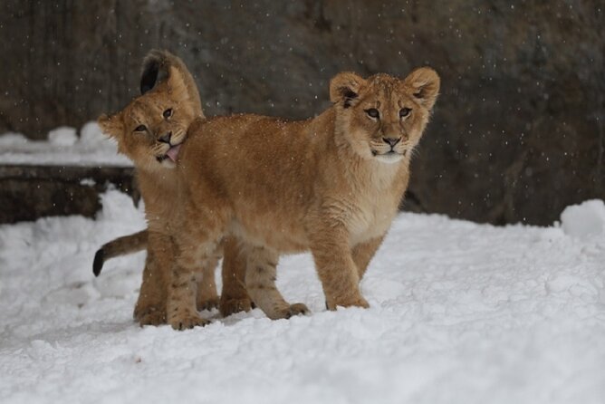 Winter Asahiyama Zoo and Blue Pond Aoi-Ike 1 Day Bus Tour - Pricing and Booking Details