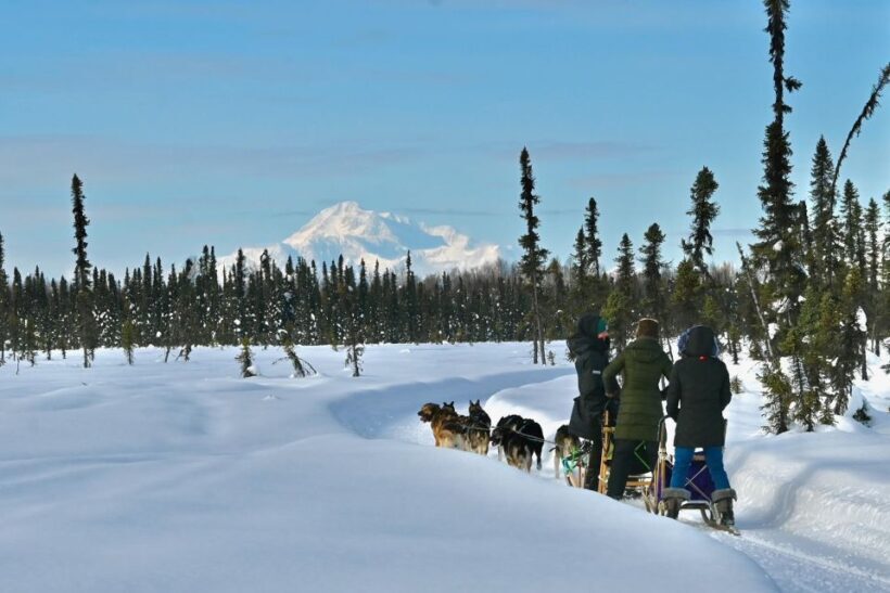 Winter Dog Sled Tour Day or Night Mush! - Why This Tour Works Well
