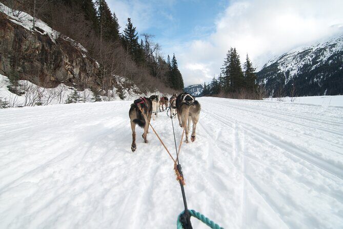 Winter Dog Sledding in Knik, Alaska - What is the Tour About?