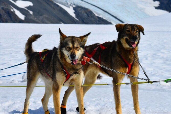 Winter Dog Sledding in Knik, Alaska - Practicalities and Value