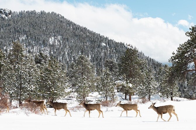 Winter / Spring Private Rocky Mountain National Park Guided Tour - Frequently Asked Questions