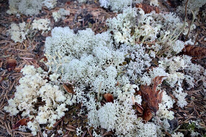 Winter Valley and Forest Hike - The Guided Experience: Knowledgeable and Approachable