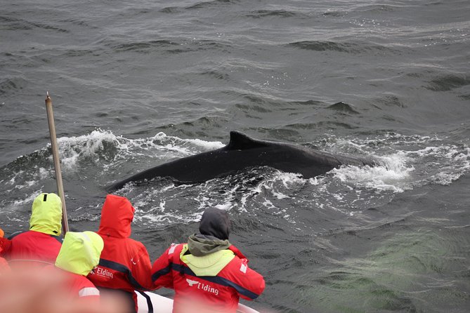 Winter Whale Watching & Northern Lights Cruise | Combo From Reykjavik - Accessibility Features