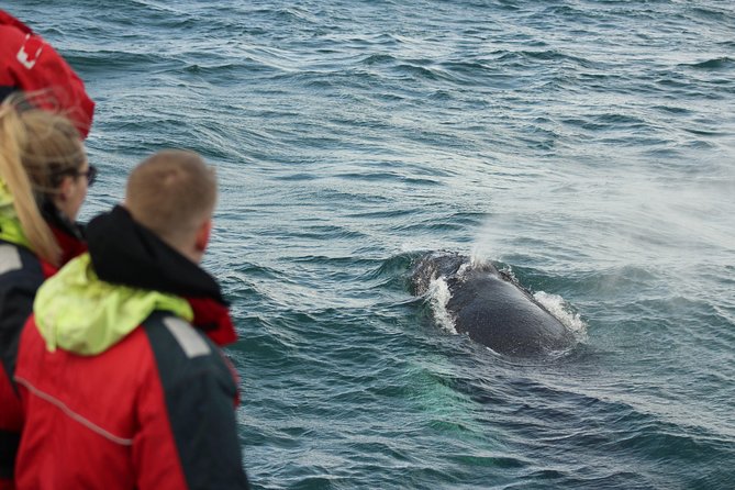 Winter Whale Watching & Northern Lights Cruise | Combo From Reykjavik - Customer Feedback and Insights