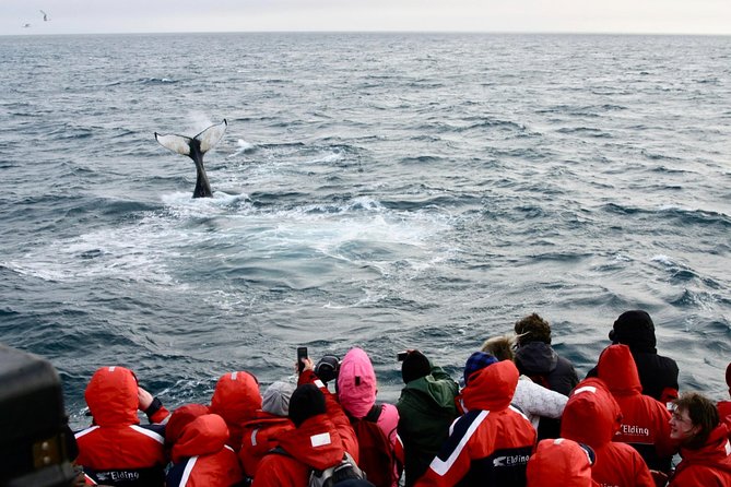 Winter Whale Watching & Northern Lights Cruise | Combo From Reykjavik - Since You Asked