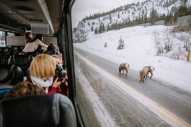 Winter Wildlife Discovery Tour - The Experience and What Travelers Say