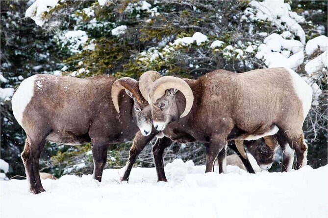 Winter Wildlife Discovery Tour - Final Thoughts: Is It Worth It?