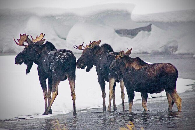 Winter Wildlife Safari in Yellowstone National Park - A Detailed Look at the Yellowstone Winter Safari