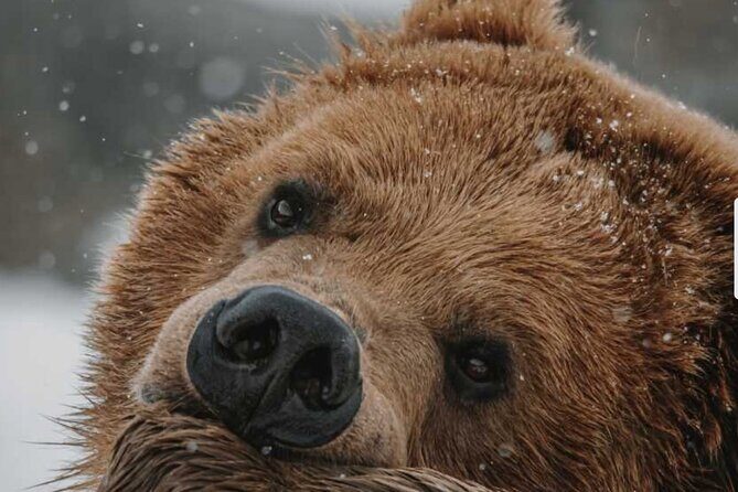 Winter Wildlife Safari: Lamar Valley | Bozeman | PRIVATE + Lunch - Key Points