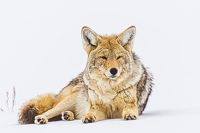 Winter Wildlife Safari: Lamar Valley | Bozeman | PRIVATE + Lunch - An Honest Look at the Itinerary